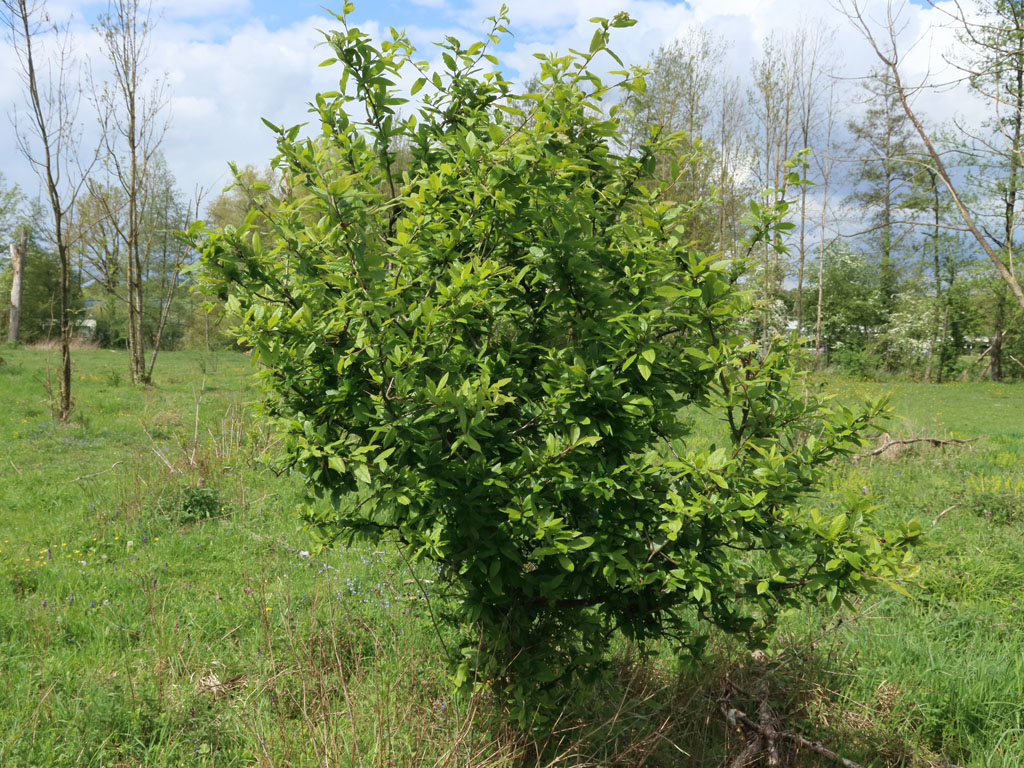 Bossen Planten Of Wachten Op Spontaan Herstel ARK Rewilding Nederland bossen-planten-of-wachten-op-spontaan-herstel-ark-rewilding-nederland